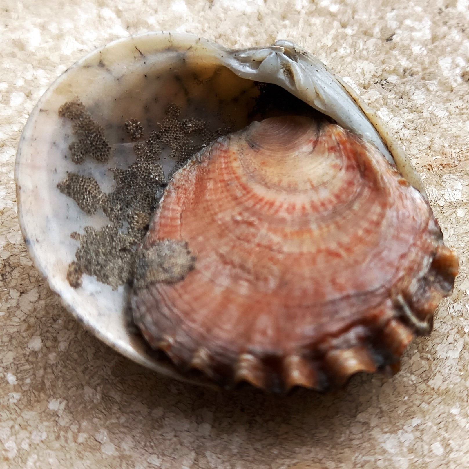 Plicatula gibbosa Lamarck, 1801 - Moluscos do Brasil ...