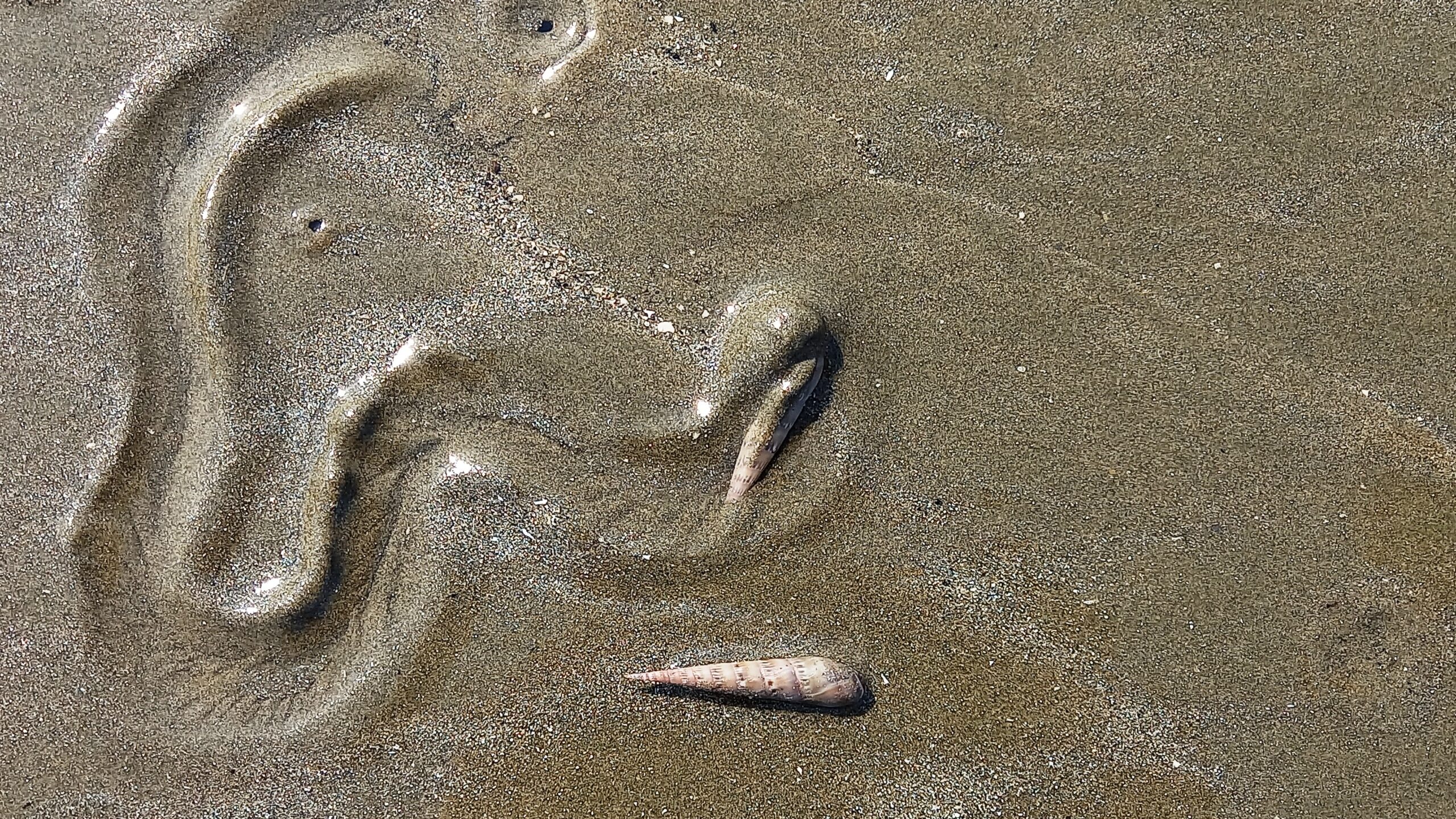 Hastula cinerea (Born, 1778) - Conquiliologistas do Brasil
