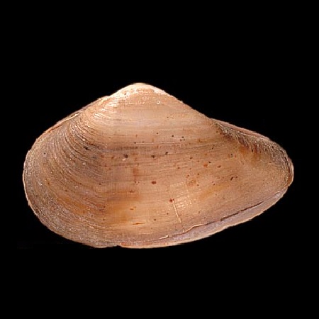 Arquivo de Marinho - Conquiliologistas do Brasil