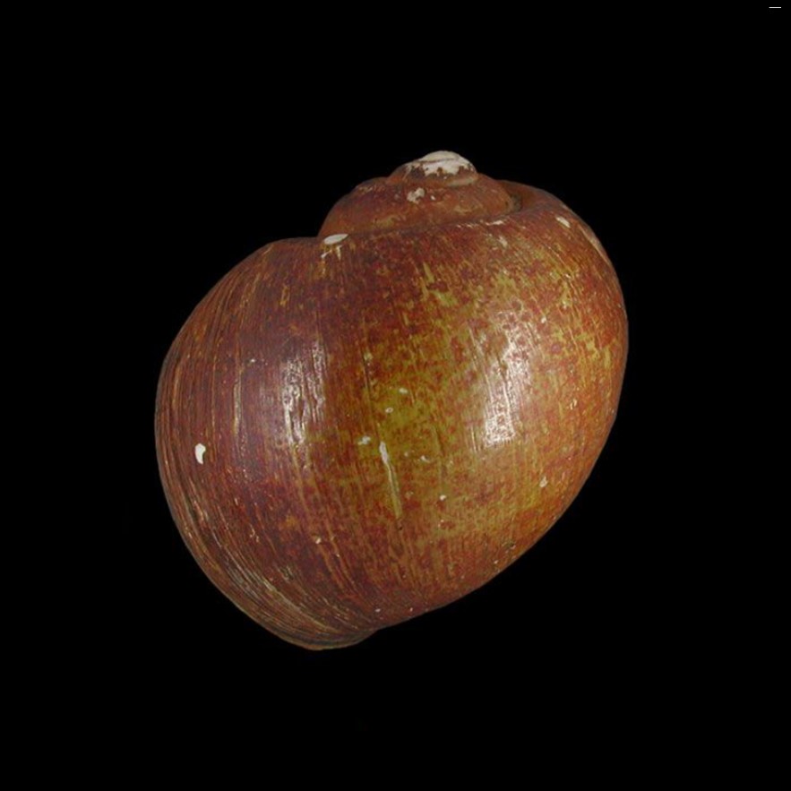 Pomacea maculata G. Perry, 1810 - Conquiliologistas do Brasil