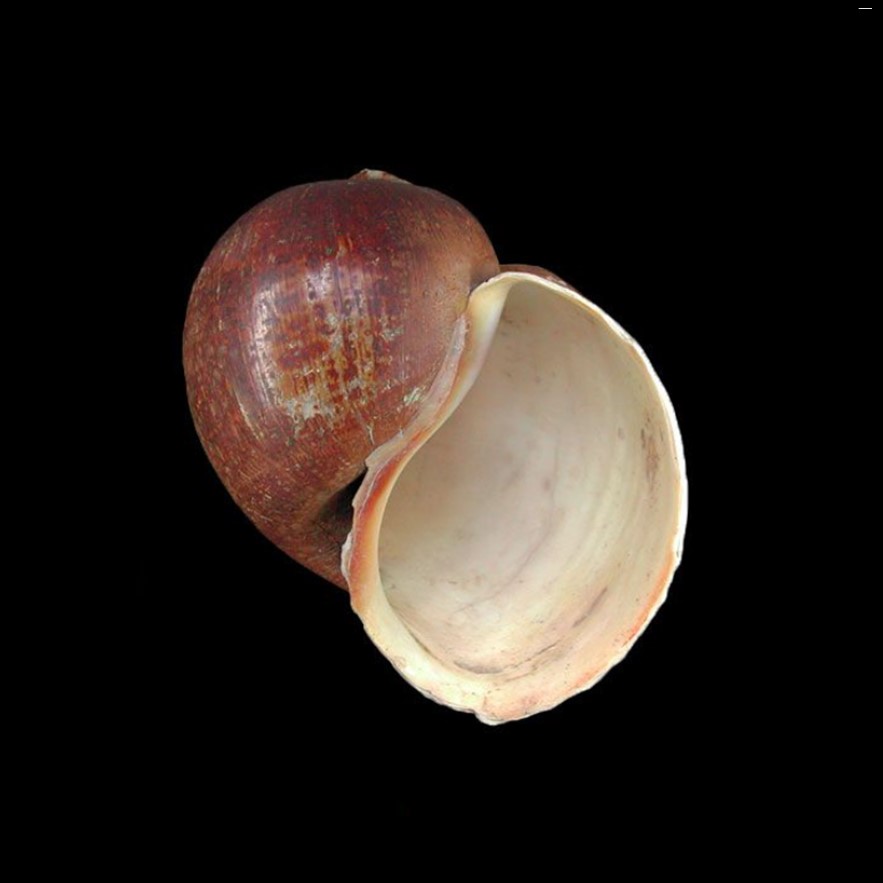 Pomacea maculata G. Perry, 1810 - Conquiliologistas do Brasil